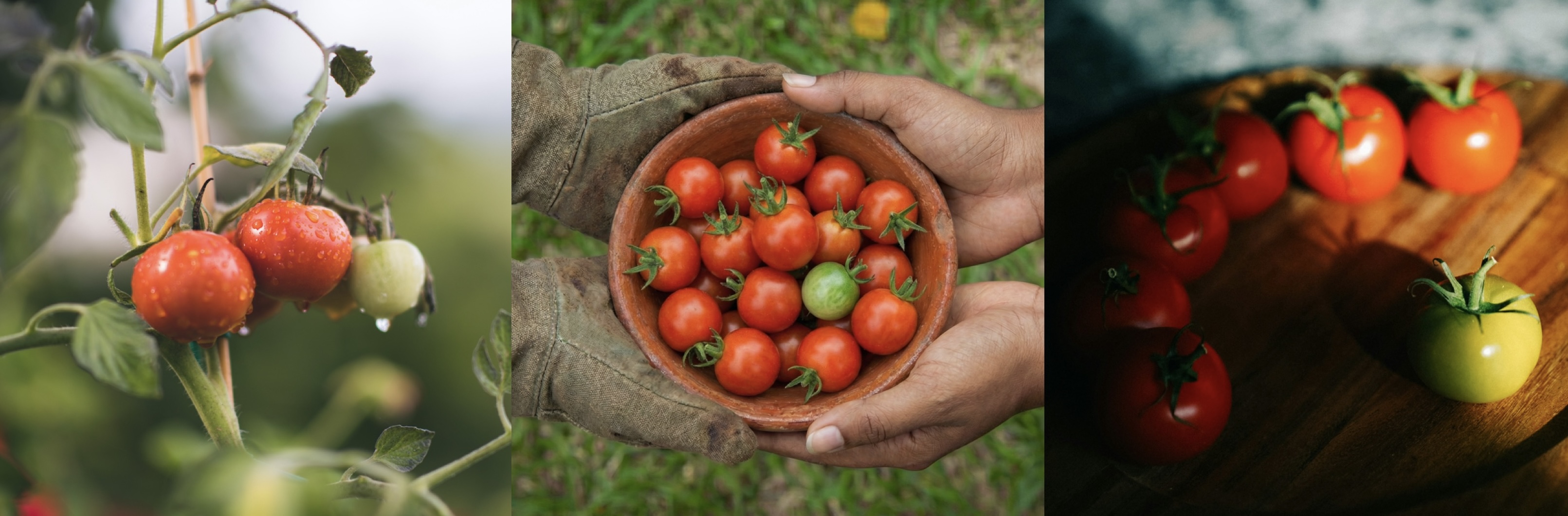PM Traders | Fresh Vegetables in Hanwella, Sri Lanka